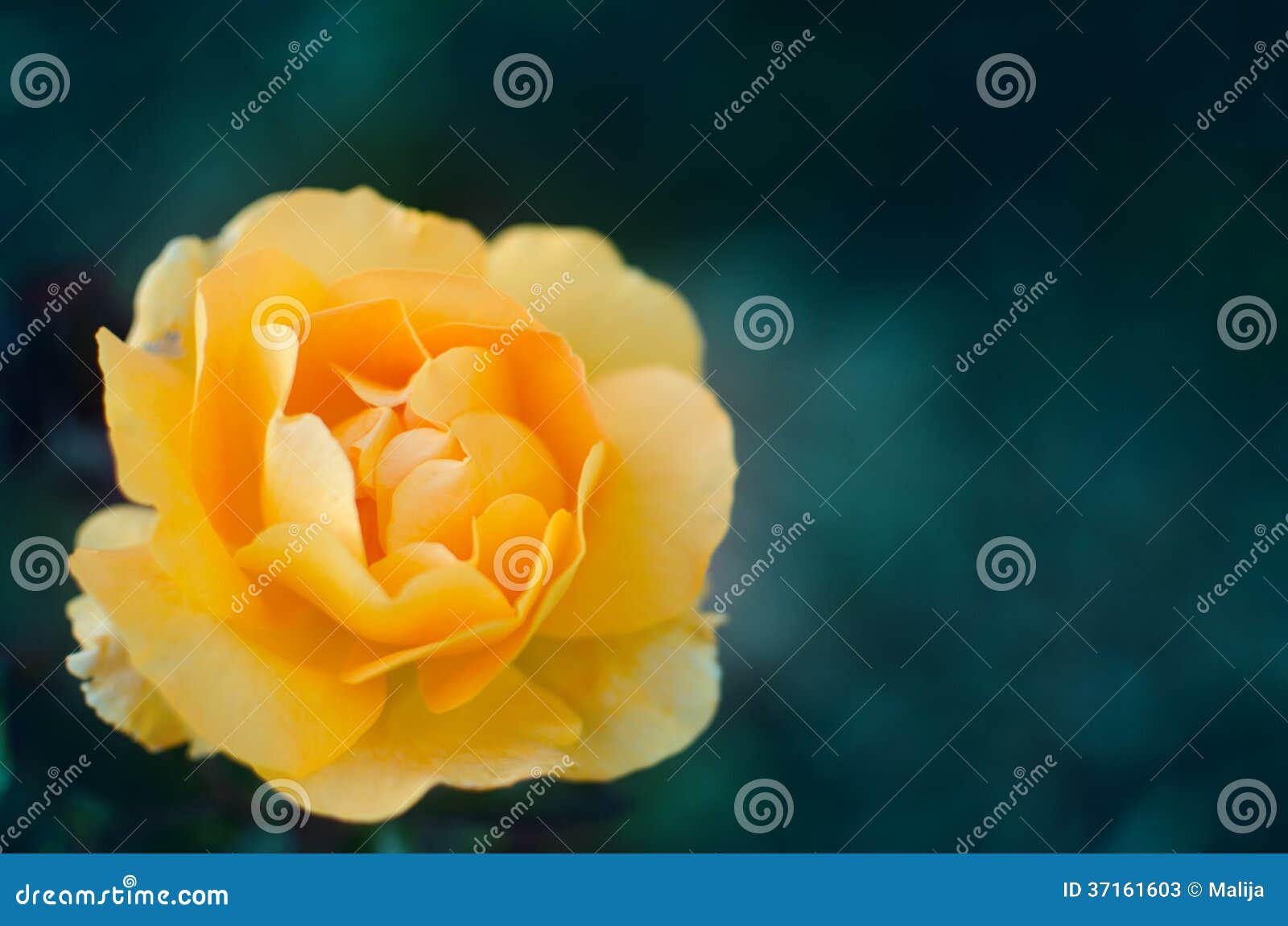 Rosa no fundo verde imagem de stock. Imagem de conceito - 37161603