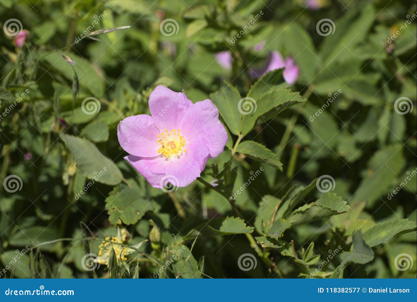 Rosa nutkana stock image. Image of nature, nutkana, bloom - 118382577