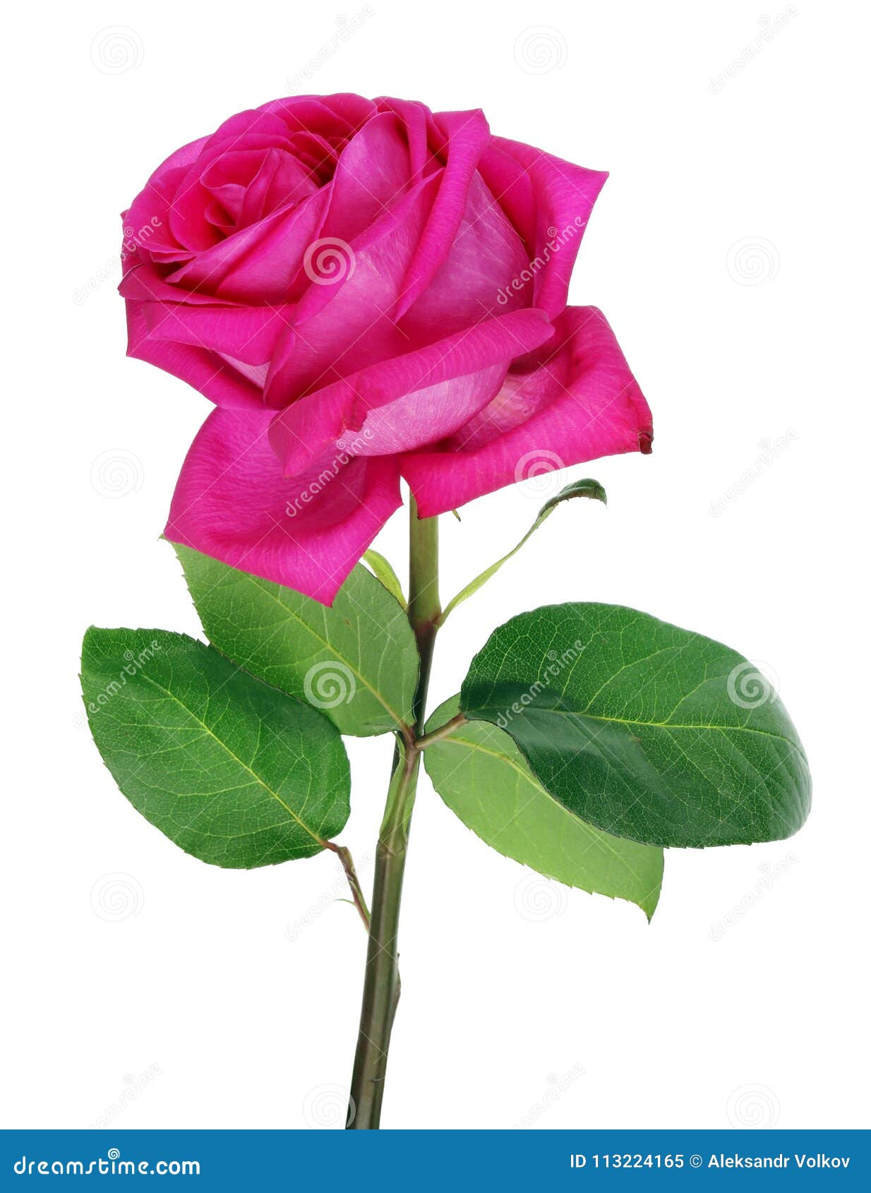 Rosa Perfeita Grande Do Rosa Do Roxo Grande Da Variedade Imagem de ...