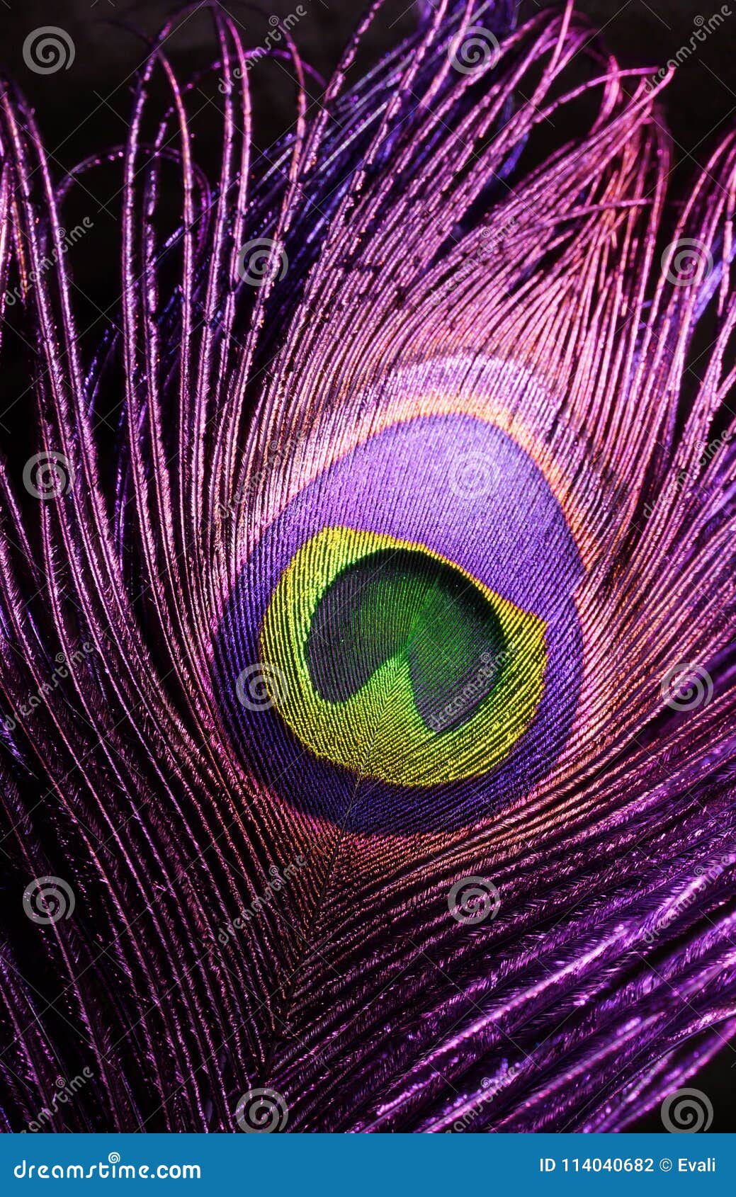Rosa Pfaufedern stockfoto. Bild von künstlerisch, bunt - 114040682