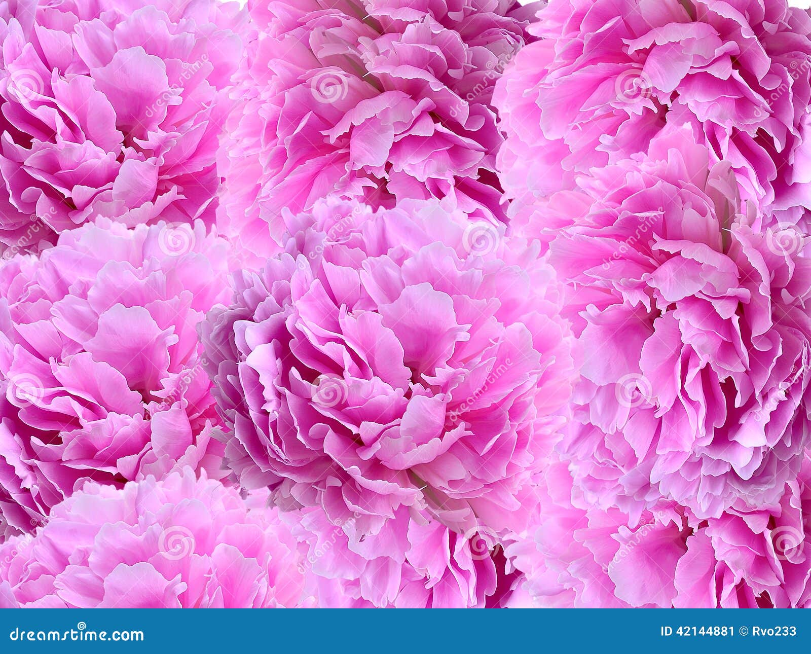 Rosa Pioner - Blom- Bakgrund Fotografering för Bildbyråer - Bild av ...