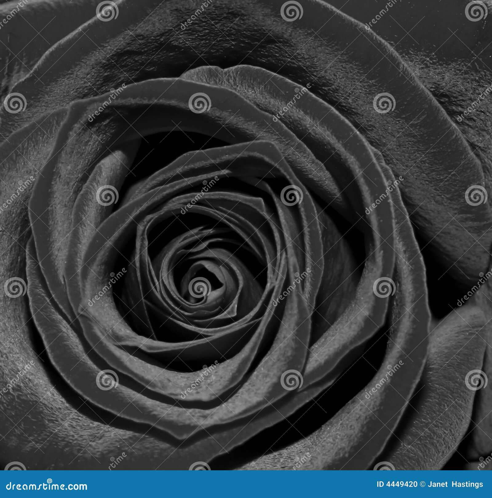 Rosa preta foto de stock. Imagem de oferta, rosebud, floral - 4449420