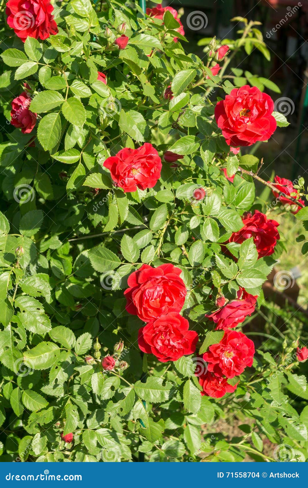 Rosa rampicante rossa fotografia stock. Immagine di paesaggio - 71558704