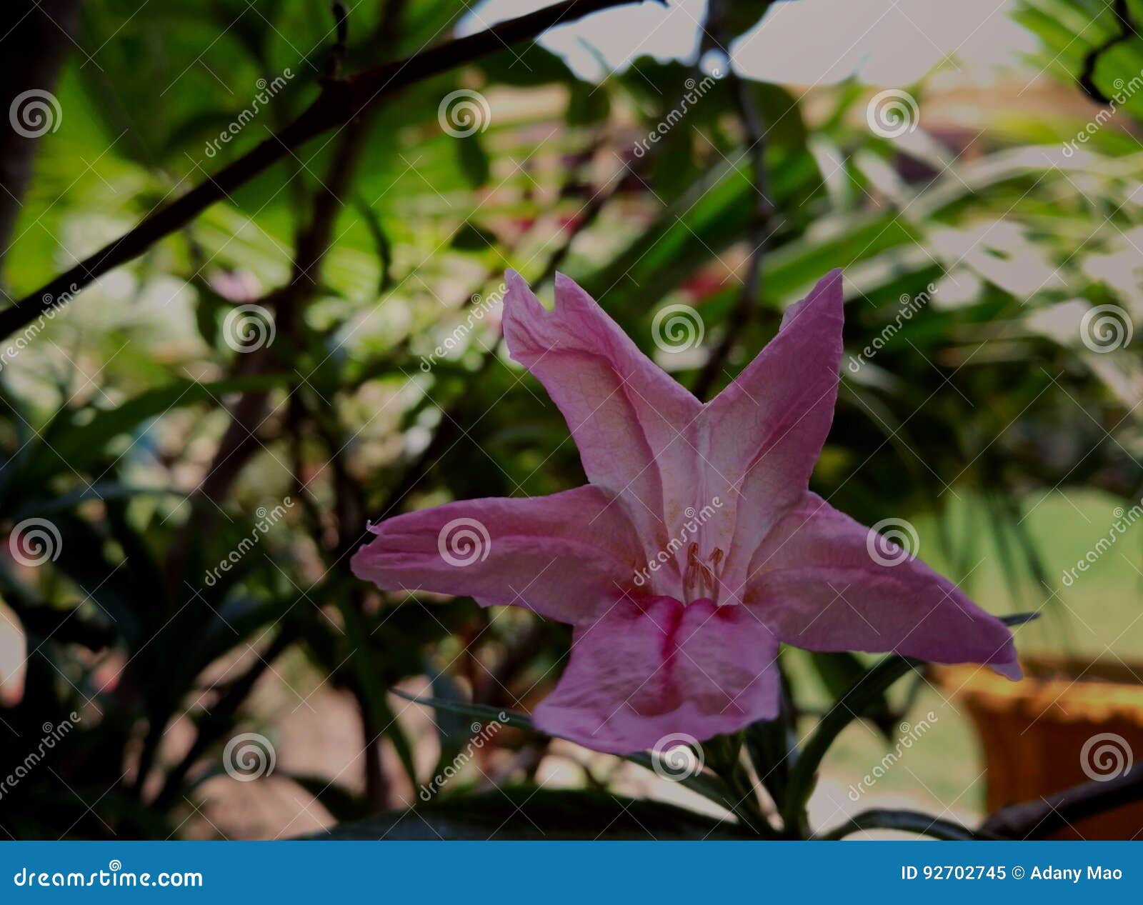 Rosa real imagen de archivo. Imagen de rosa, flor - 92702745