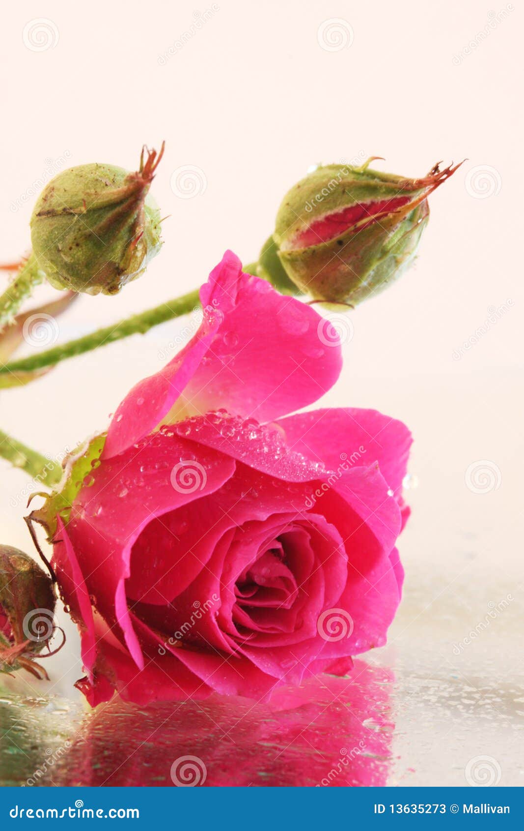 Rosa with the reflection stock image. Image of bloom - 13635273