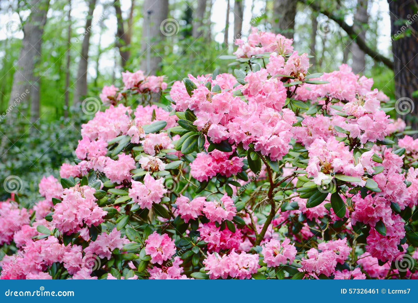 Rosa rhododendron fotografering för bildbyråer. Bild av natur - 57326461