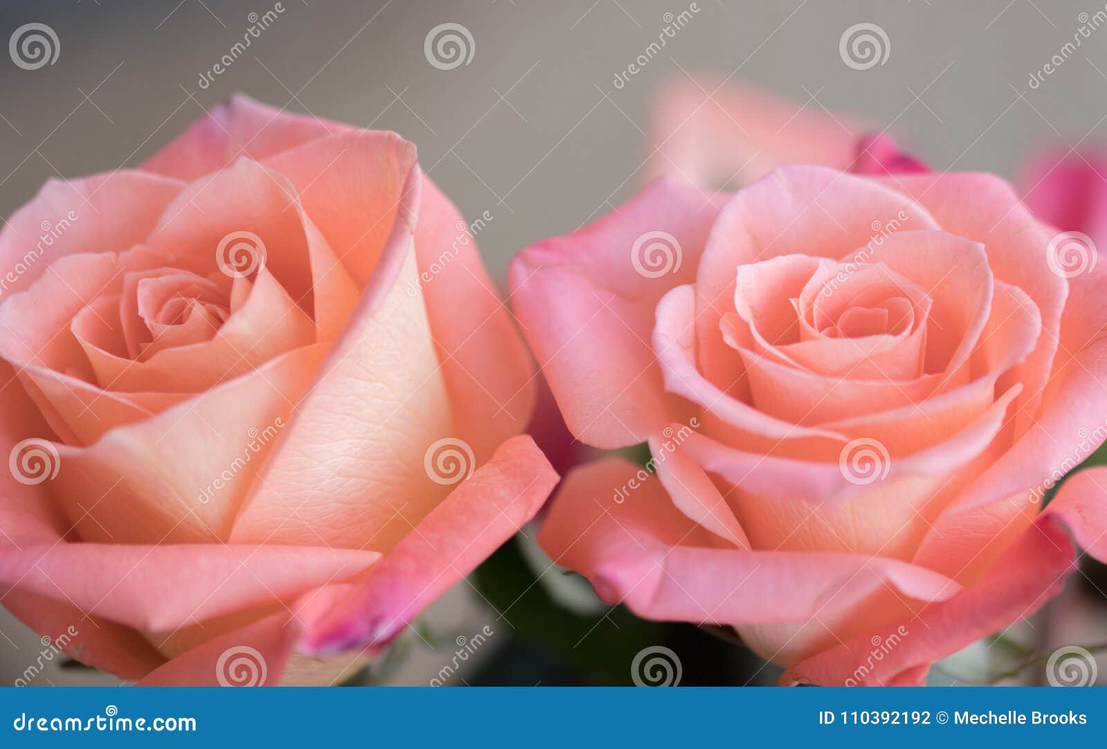 Rosa ro arkivfoto. Bild av skönhet, lampa, roman, romantiker - 110392192