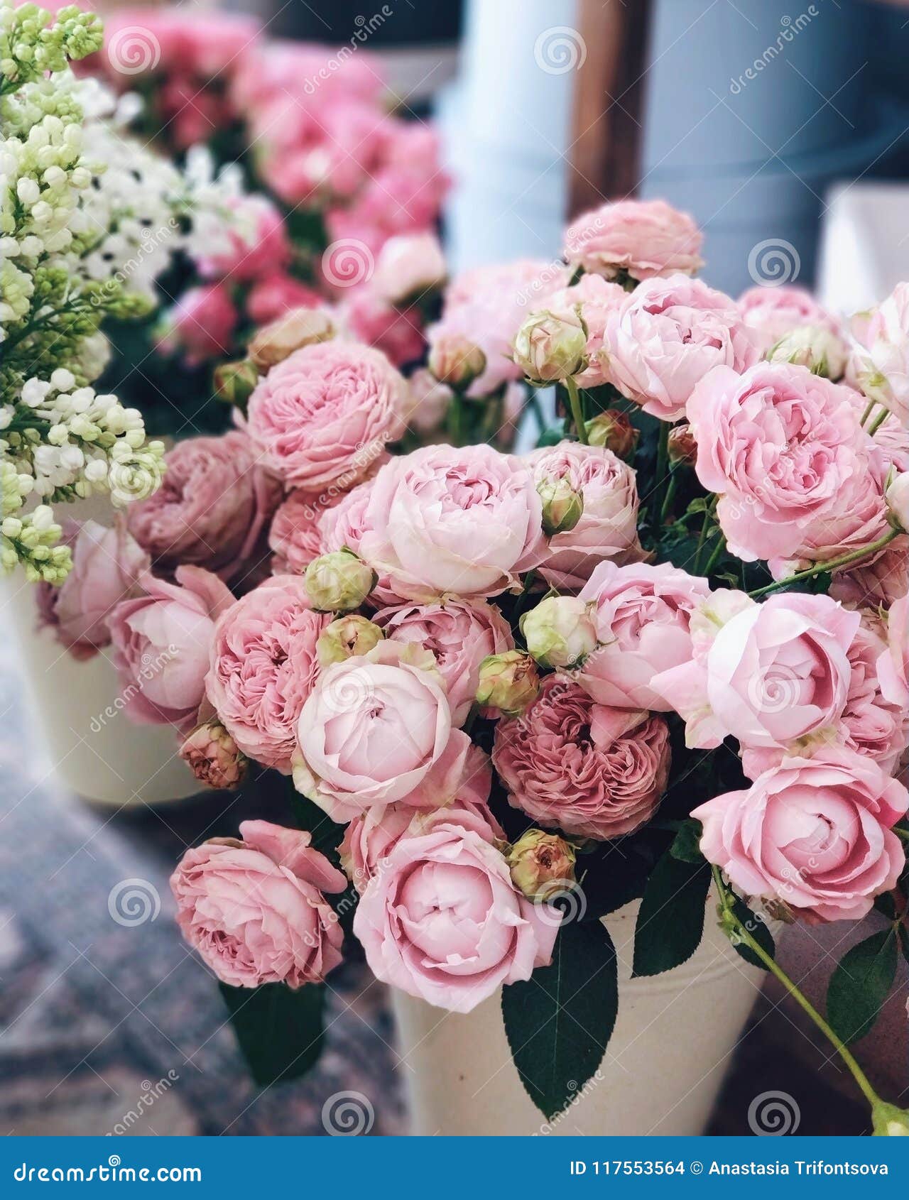 Rosa ro arkivfoto. Bild av rosa, natur, blommor - 117553564