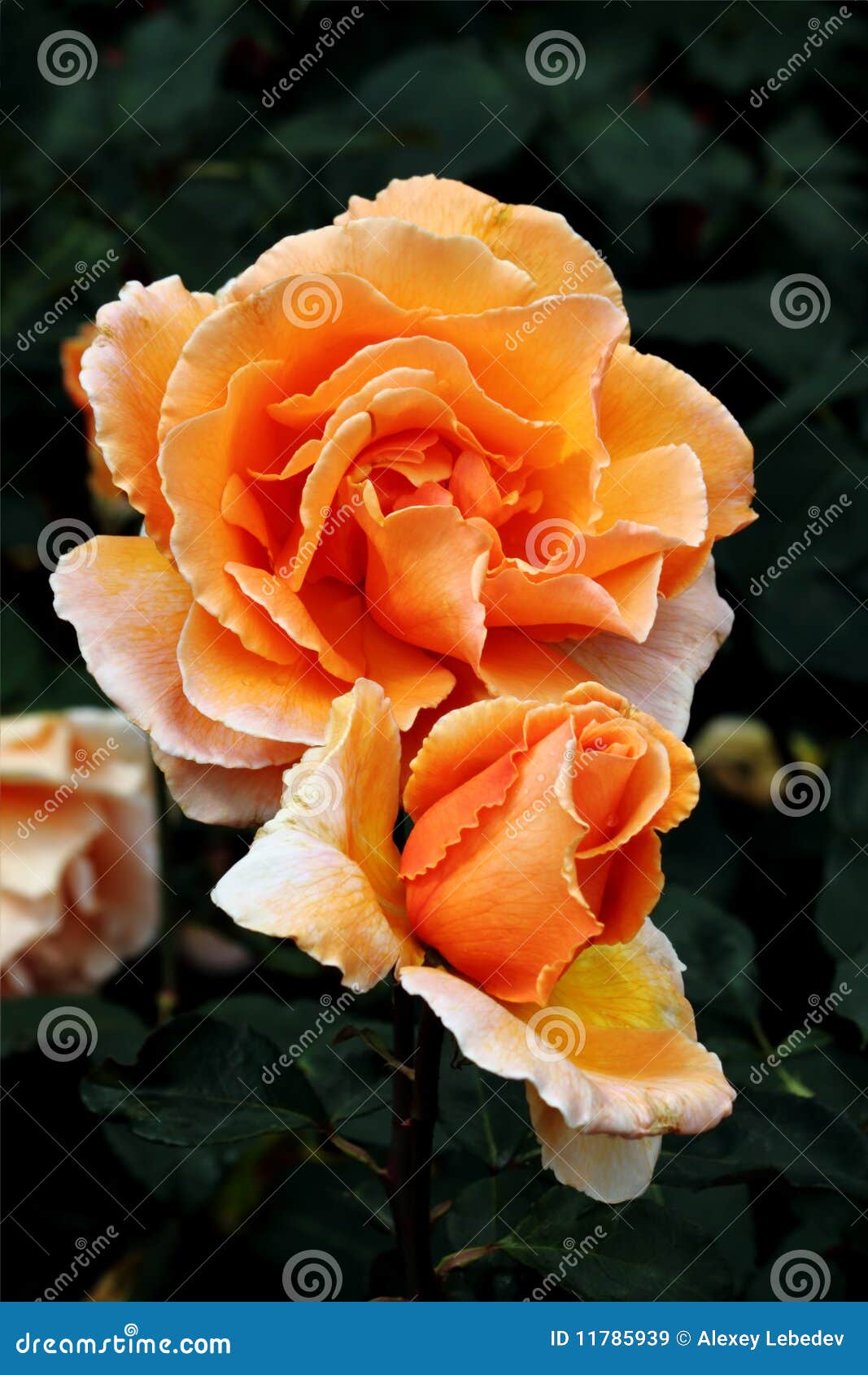 Rosa ro fotografering för bildbyråer. Bild av dagg, kulört - 11785939