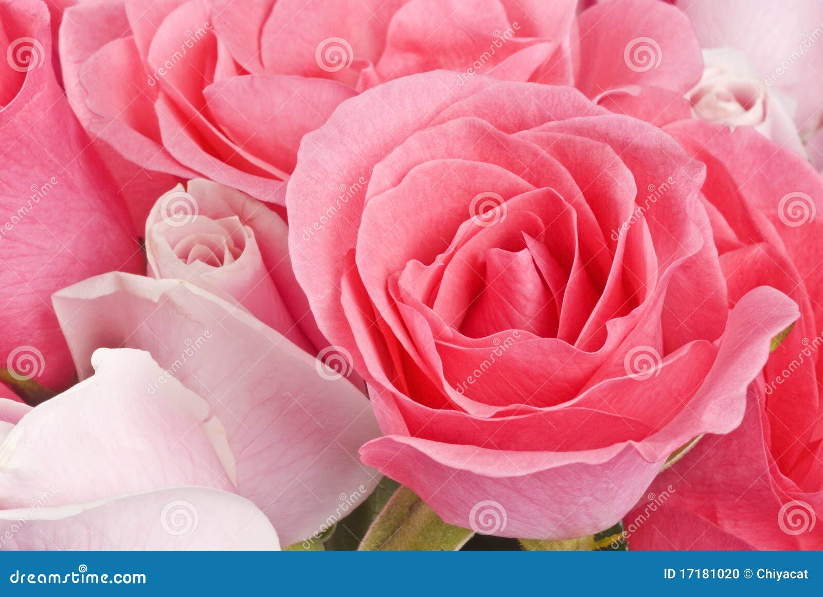 Rosa ro arkivfoto. Bild av stänga, blomma, roman, växt - 17181020