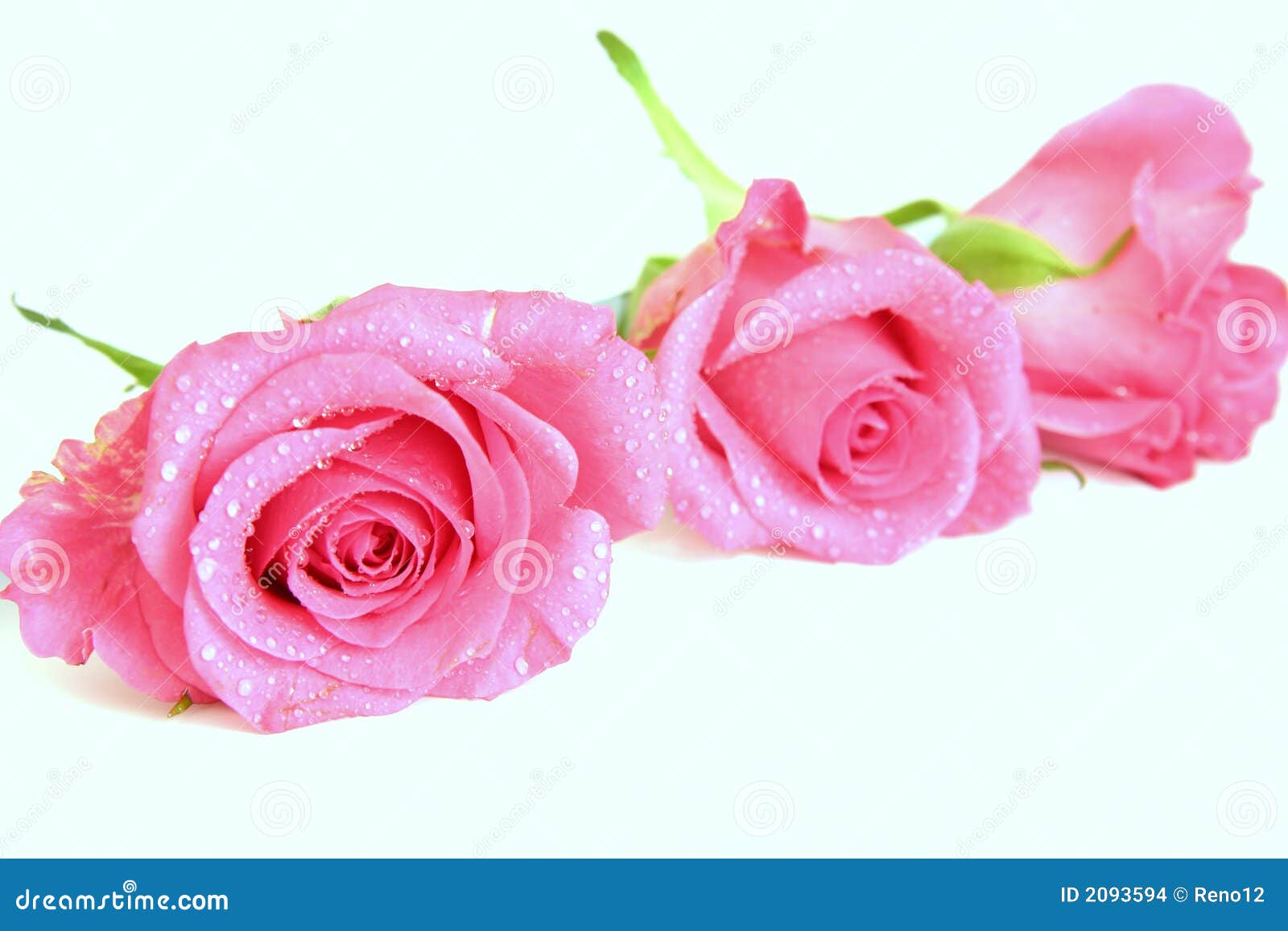 Rosa ro arkivfoto. Bild av blomma, dagg, steg, födelsedag - 2093594