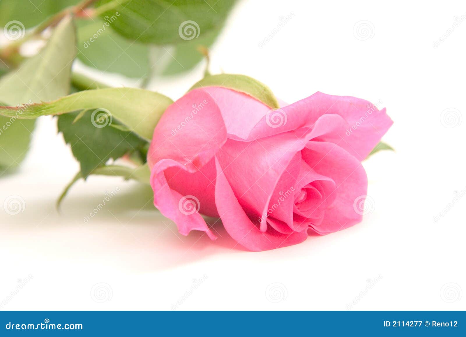 Rosa ro fotografering för bildbyråer. Bild av natur, kronblad - 2114277