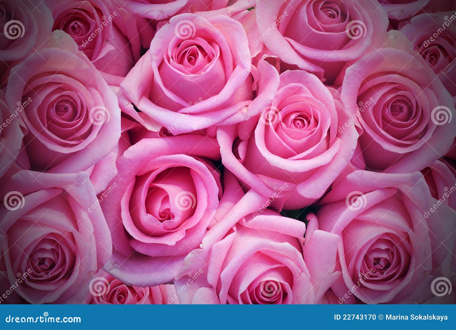 Rosa ro arkivfoto. Bild av abstrakt, härlig, rosa, blommor - 22743170