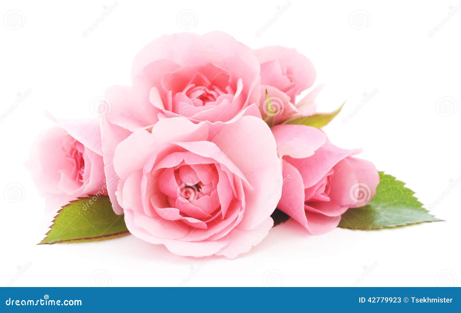 Rosa ro fotografering för bildbyråer. Bild av skönhet - 42779923