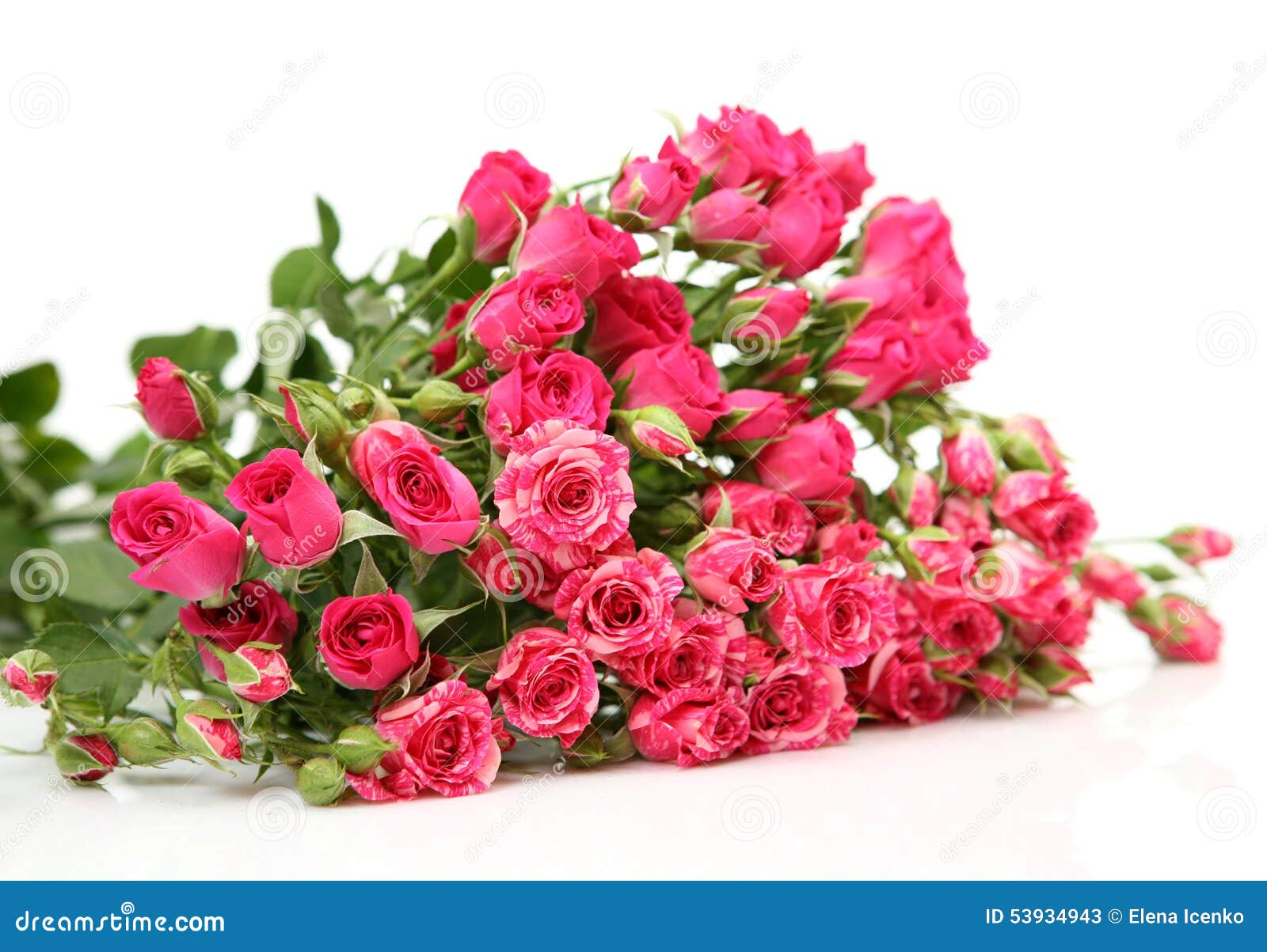 Rosa ro fotografering för bildbyråer. Bild av grön, löv - 53934943