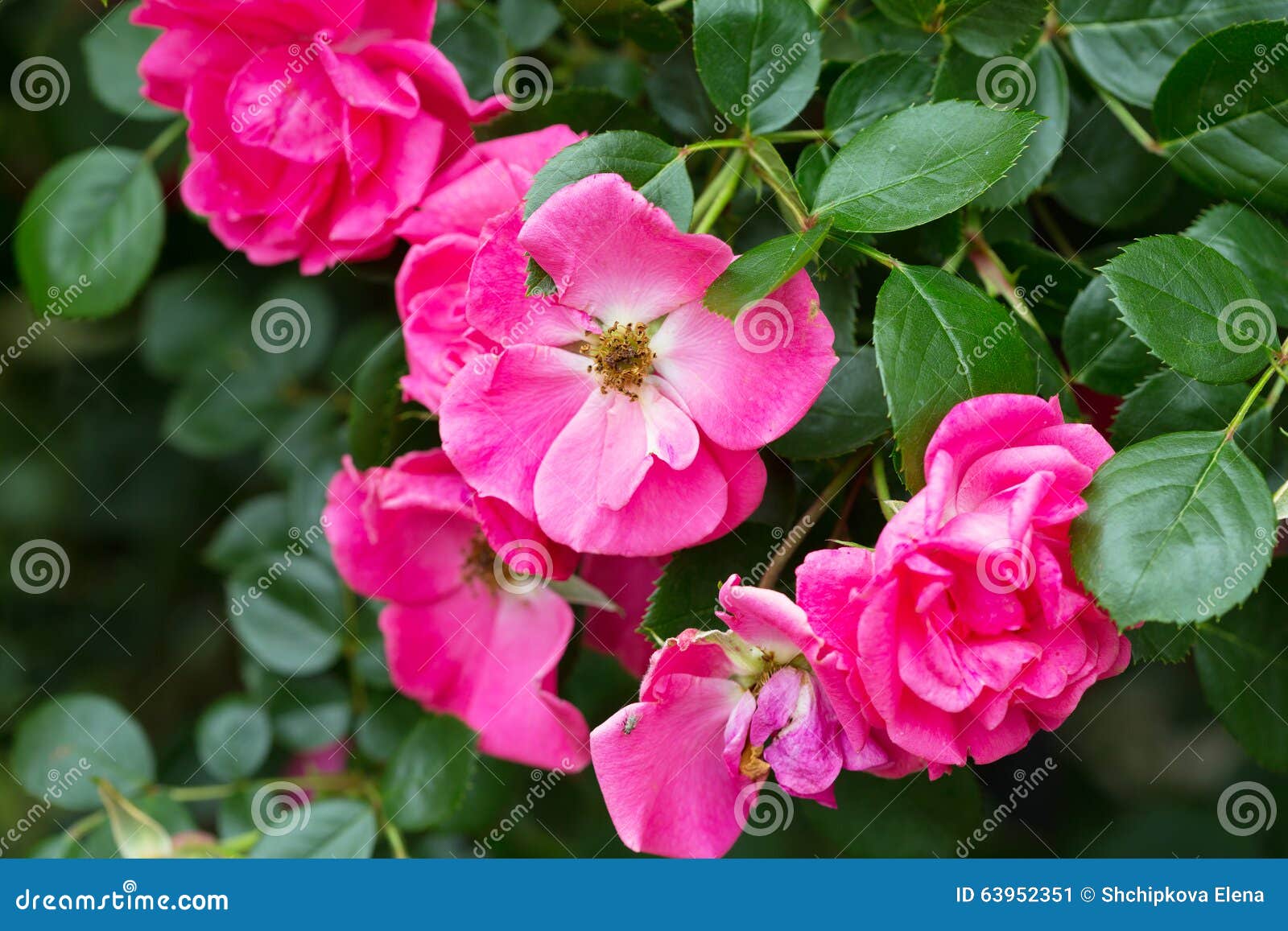 Rosa ro fotografering för bildbyråer. Bild av rosa, fuktighet - 63952351