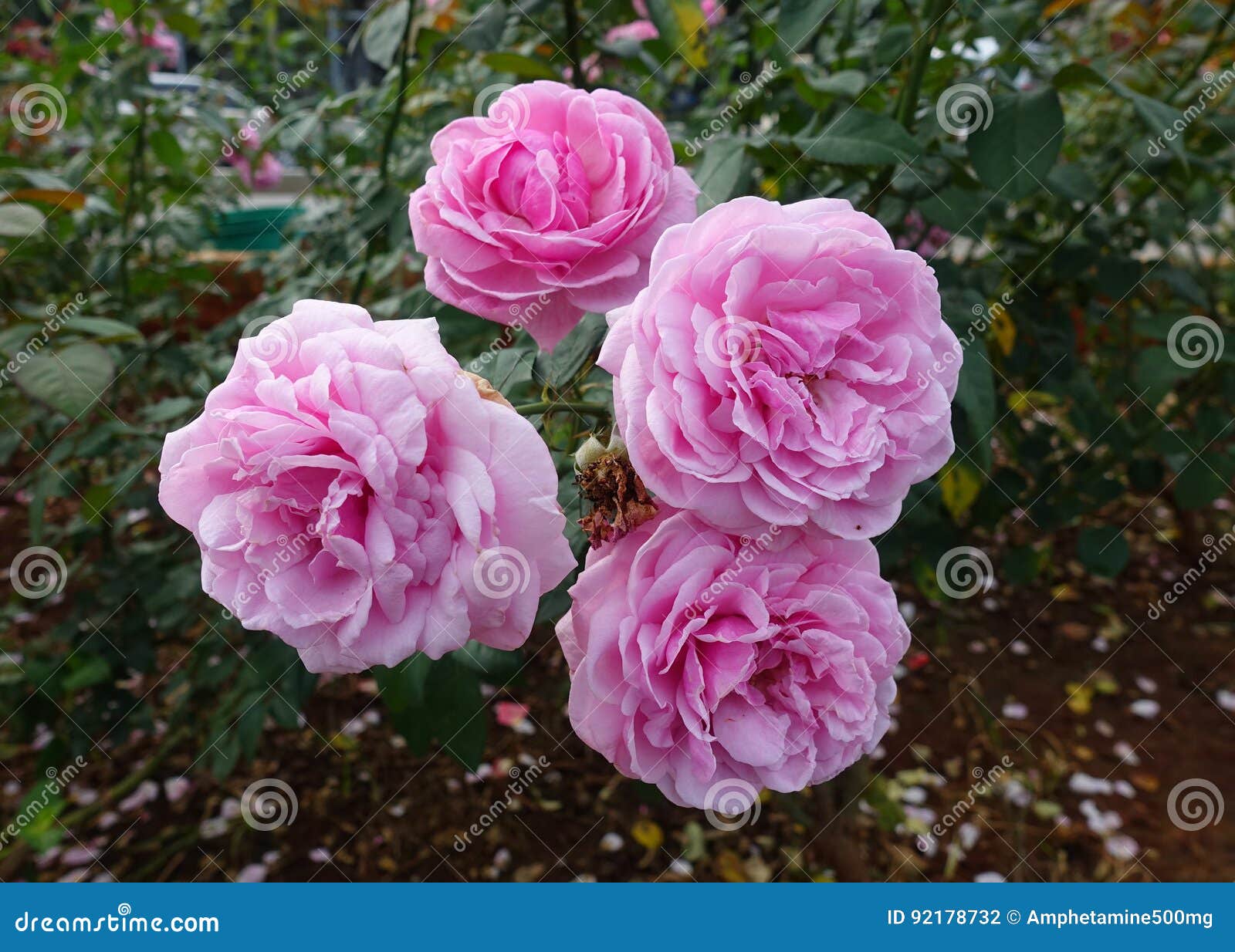 Rosa ro arkivfoto. Bild av rosa, kväva, blomma, grön - 92178732