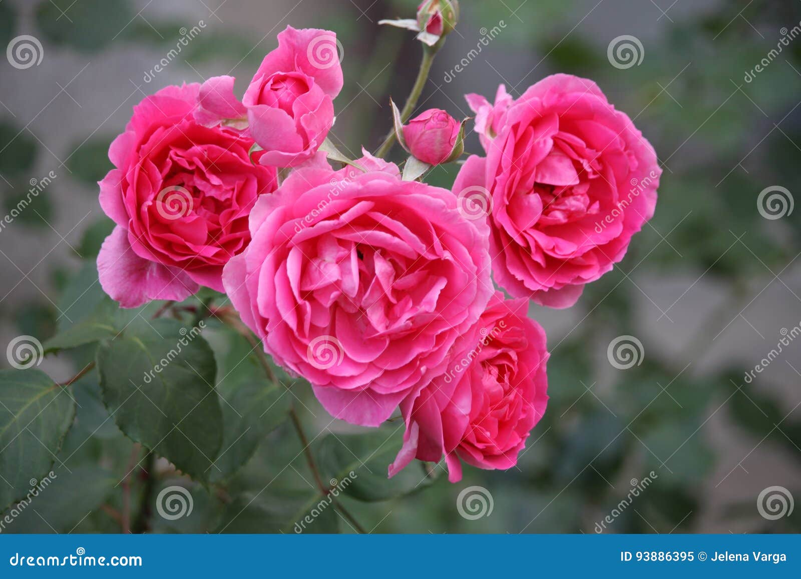 Rosa ro fotografering för bildbyråer. Bild av kronblad - 93886395