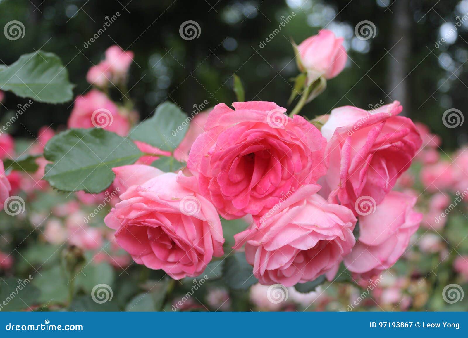 Rosa ro fotografering för bildbyråer. Bild av bermudas - 97193867