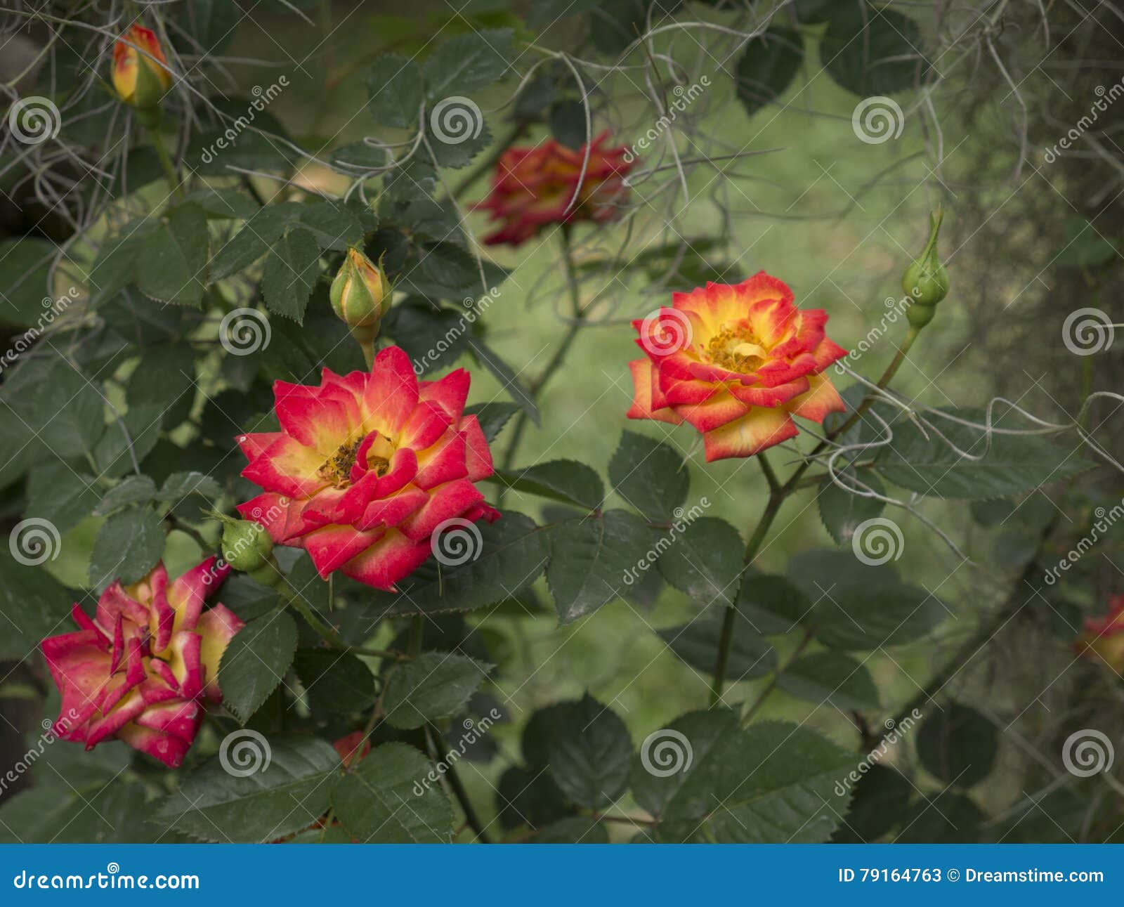 Rosa rococo stock image. Image of rosa, rococo, plants - 79164763