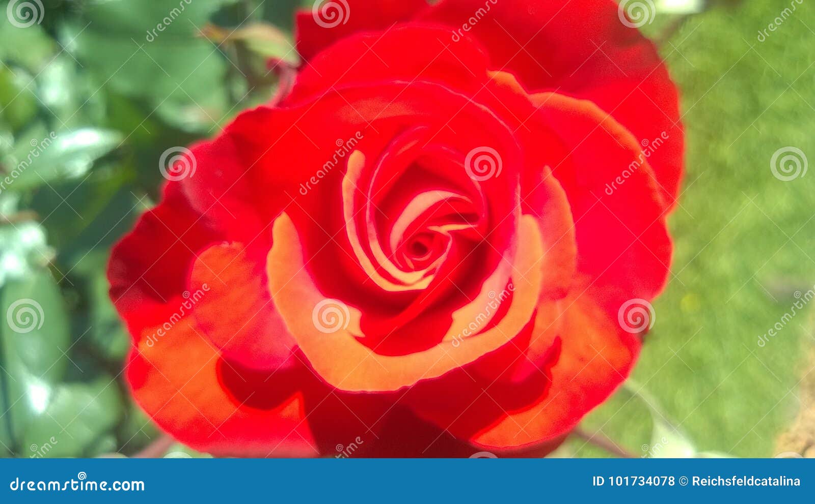 Rosa roja stock foto. Image of rood, bloei, roos, bloem - 101734078