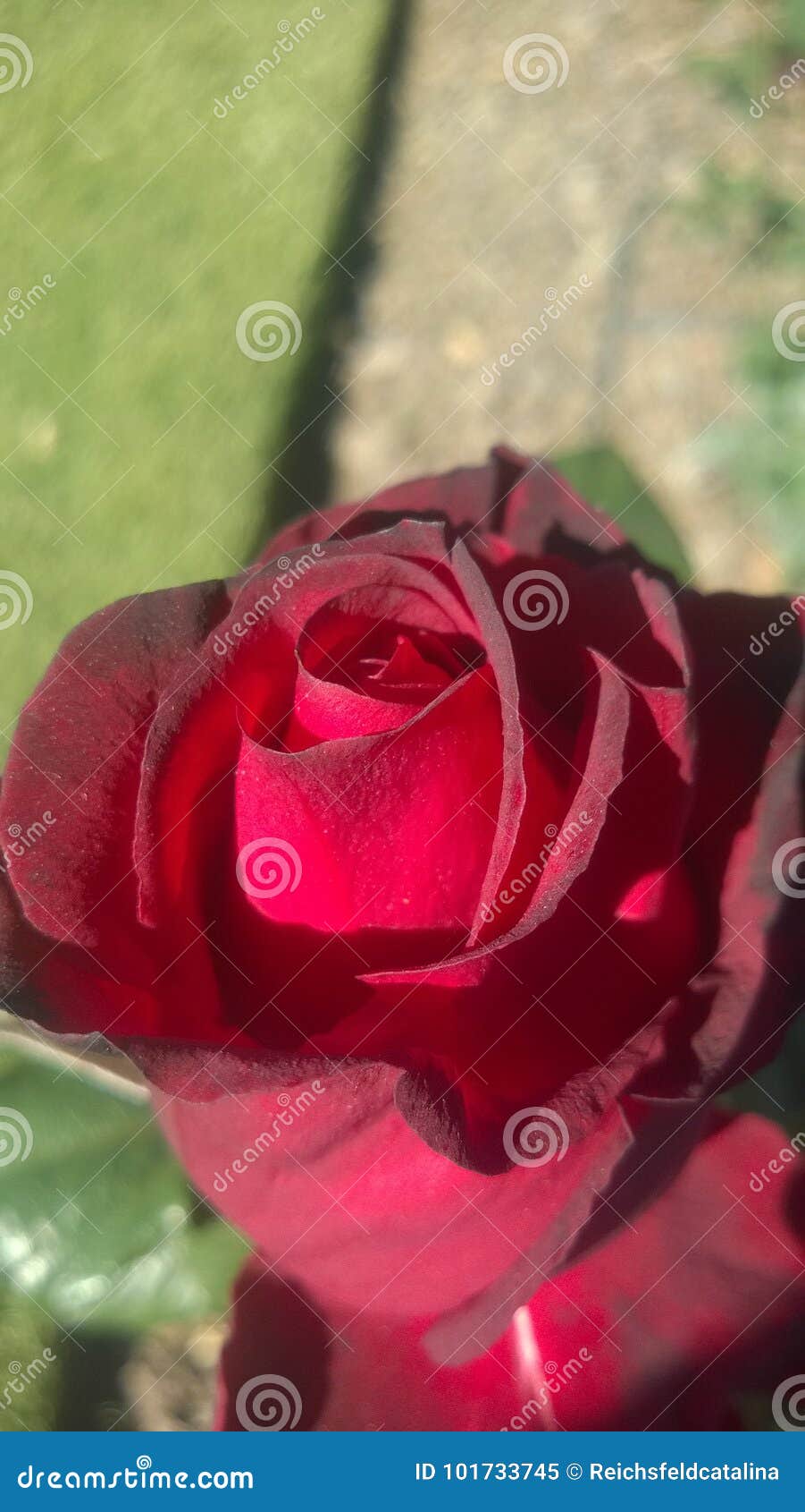 Rosa roja stock image. Image of florece, flor, pimpollo - 101733745
