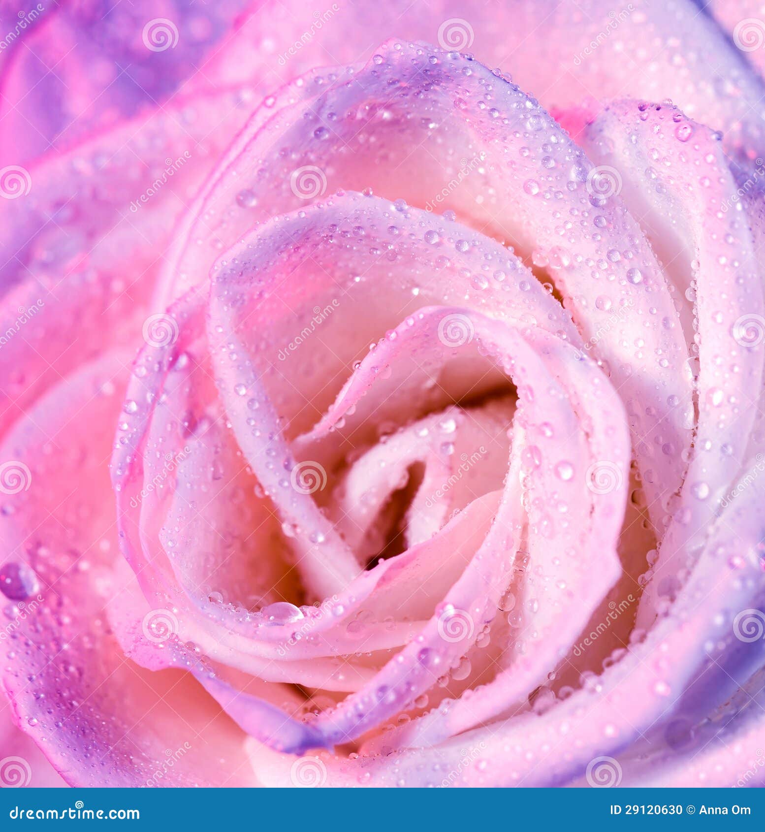 Rosa rosa bakgrund arkivfoto. Bild av stängning, färgrikt - 29120630