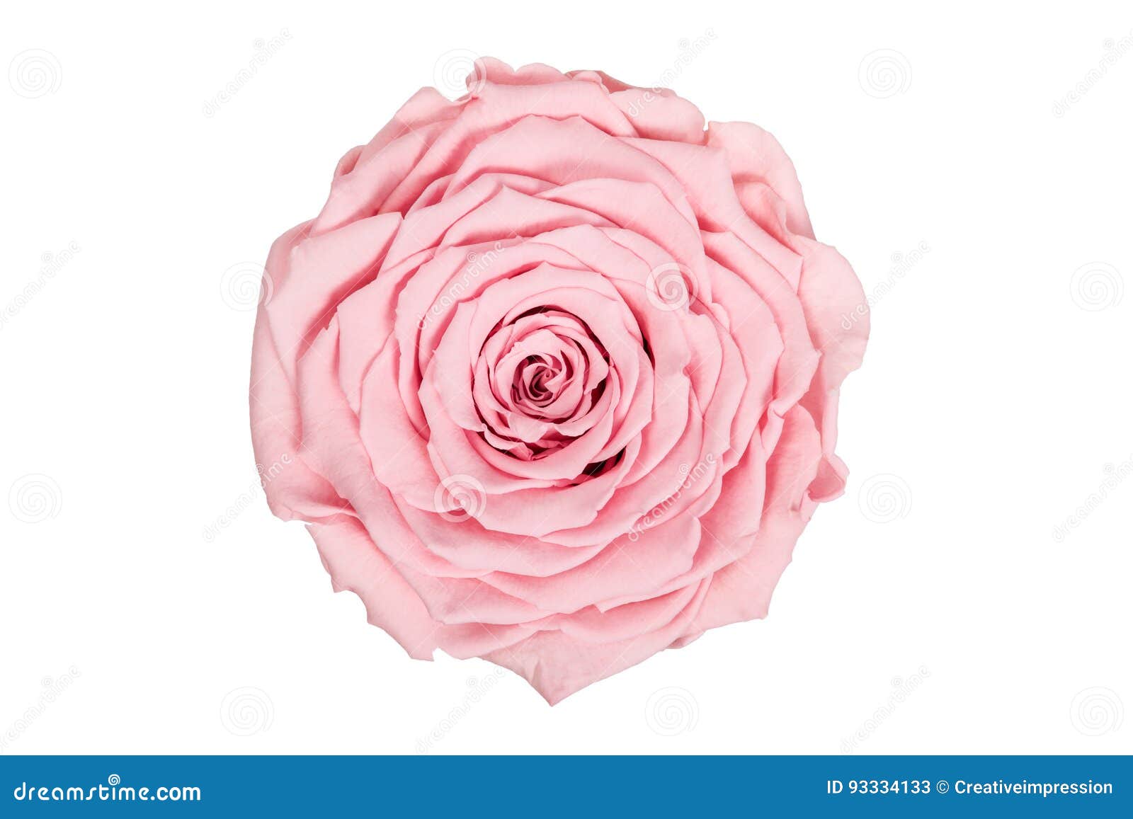 Rosa rosa-chiaro immagine stock. Immagine di vista, sfondo - 93334133