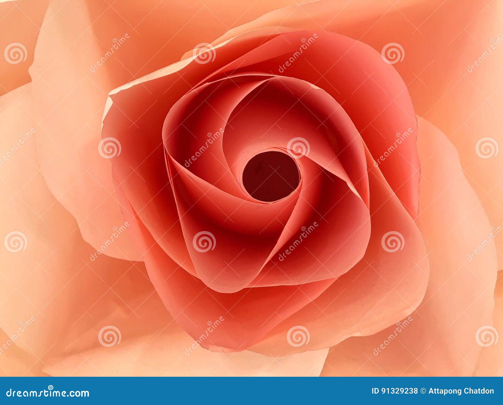 Rosa Rosada Del Papel Del Primer Adornada Foto de archivo - Imagen de ...