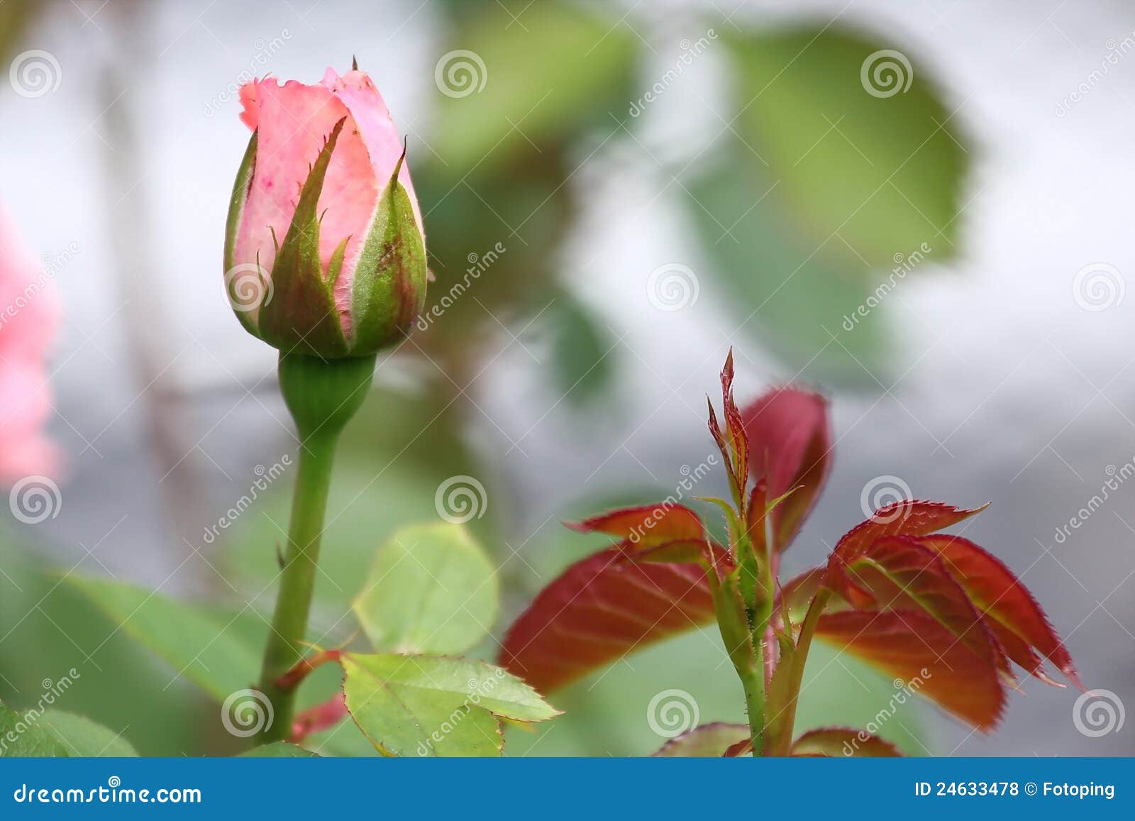 Rosa Rose stock photo. Image of plant, spike, fotoping - 24633478