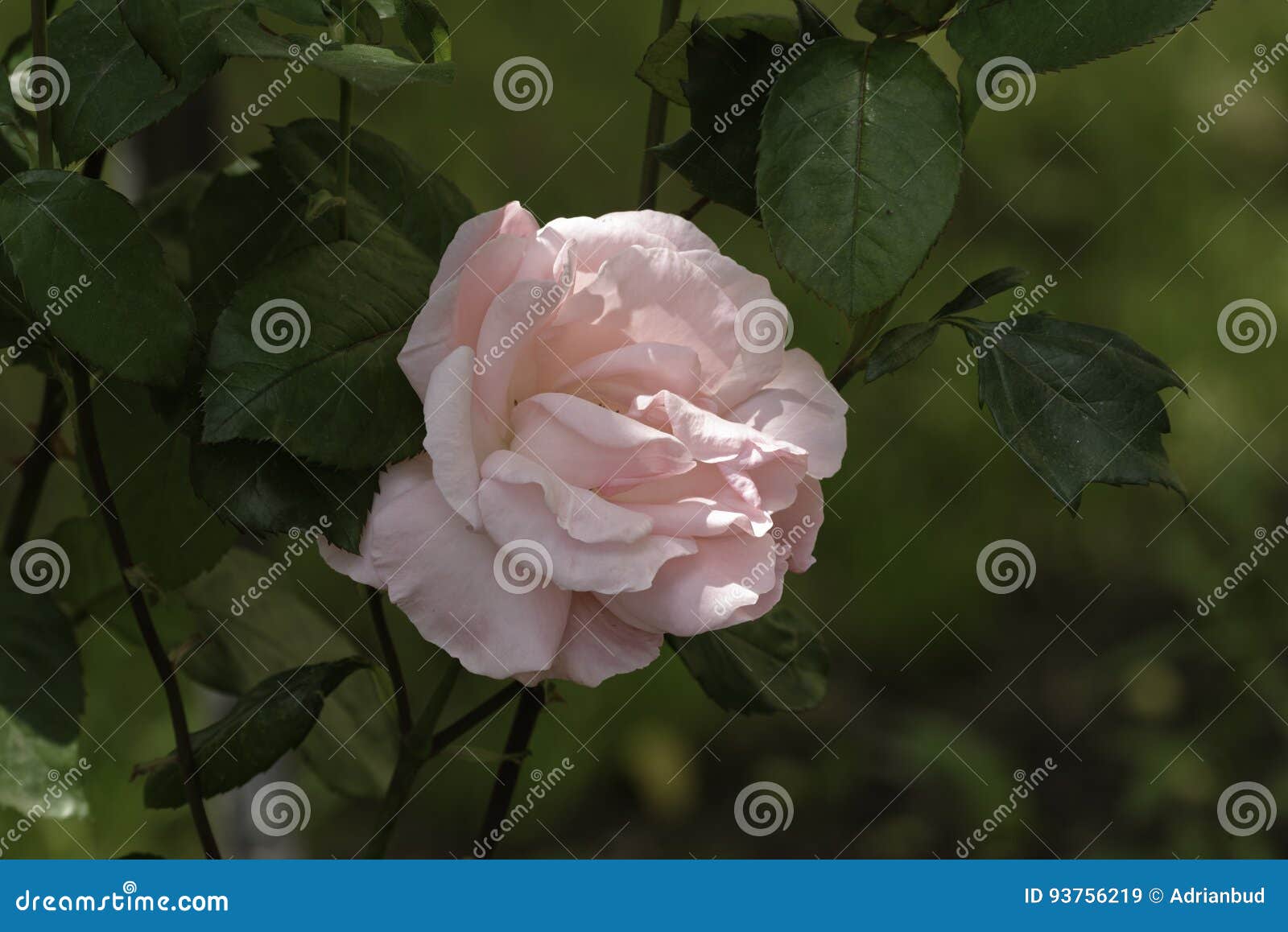Rosa Rose in Einem Blinzeln Der Sonne Stockbild - Bild von hintergründe ...
