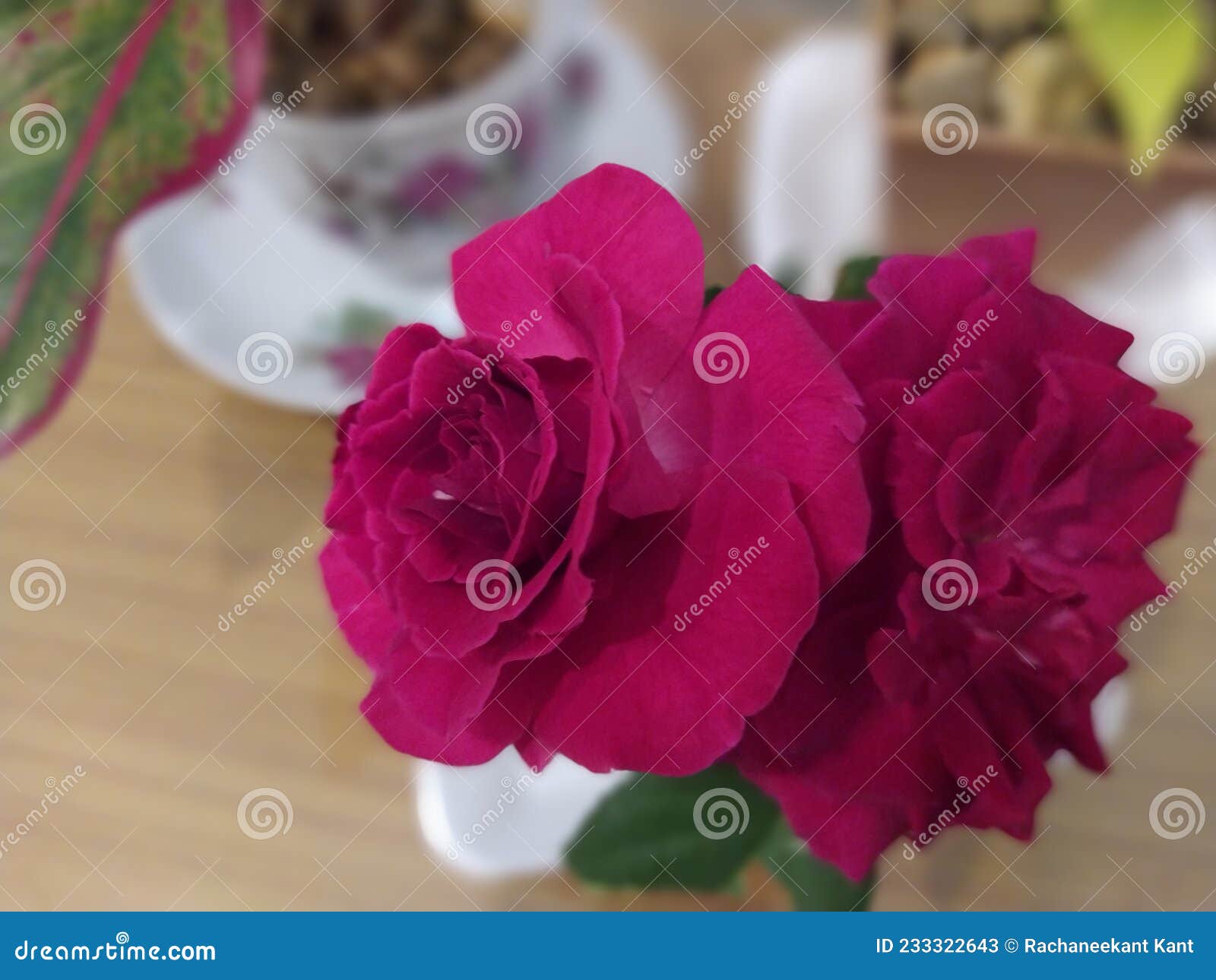 Rosa Bon Bon Stock Photos - Free & Royalty-Free Stock Photos from ...