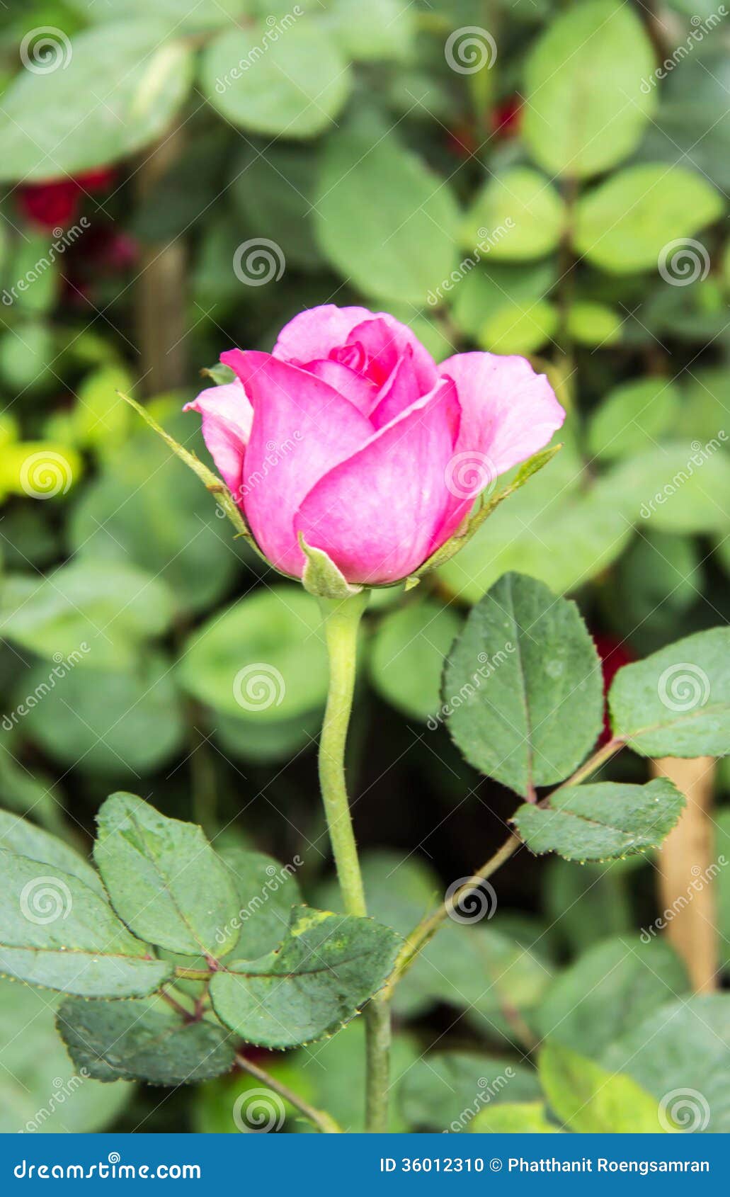 Rosa Rosen stockfoto. Bild von nahaufnahme, neigung, geschenk - 36012310