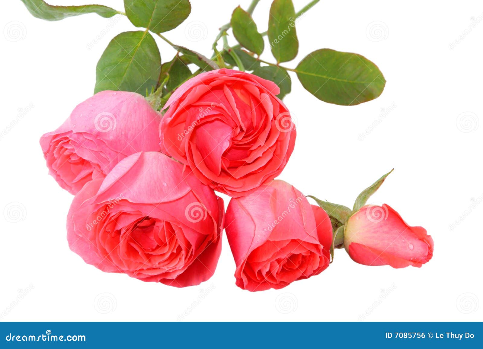 Rosa Rosen stockfoto. Bild von blumenblatt, blume, fälle - 7085756