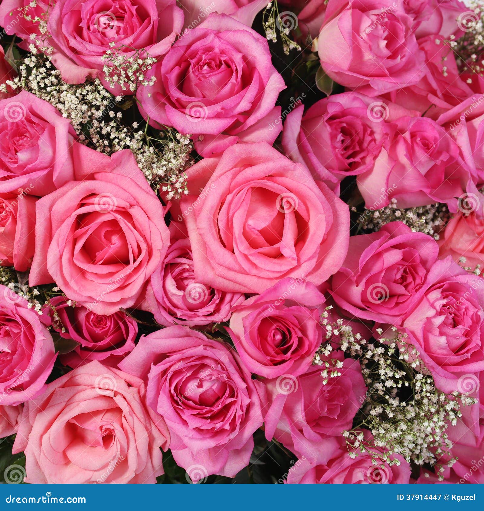 Rosa Rosen. Hintergrund stockbild. Bild von fuchsie, botanik - 37914447