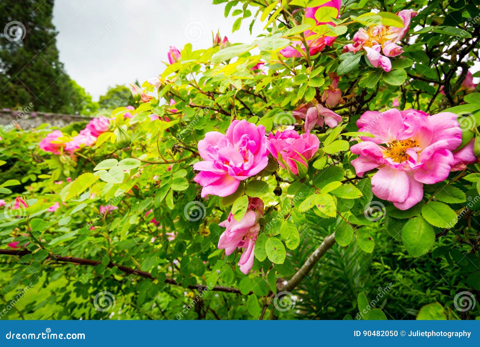 Rosa Rosenbusch in Der Blüte Im Garten Stockfoto - Bild von blumen ...
