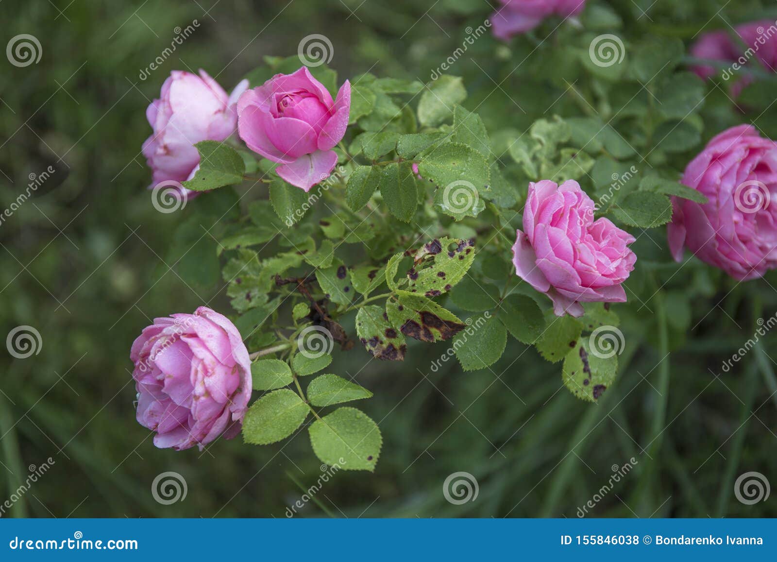 Rosa Rosenbusch Stockfotos und Bilder - Laden Sie 1,231 lizenzfreie ...