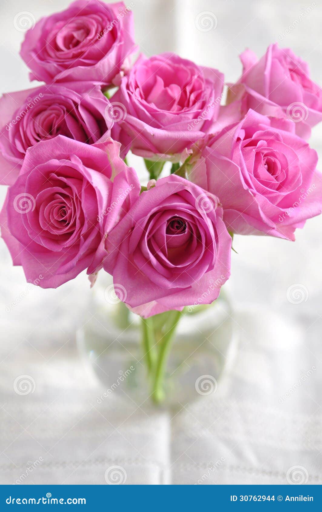 Rosa rosor. arkivfoto. Bild av budgie, igen, mörkt, garnering - 30762944