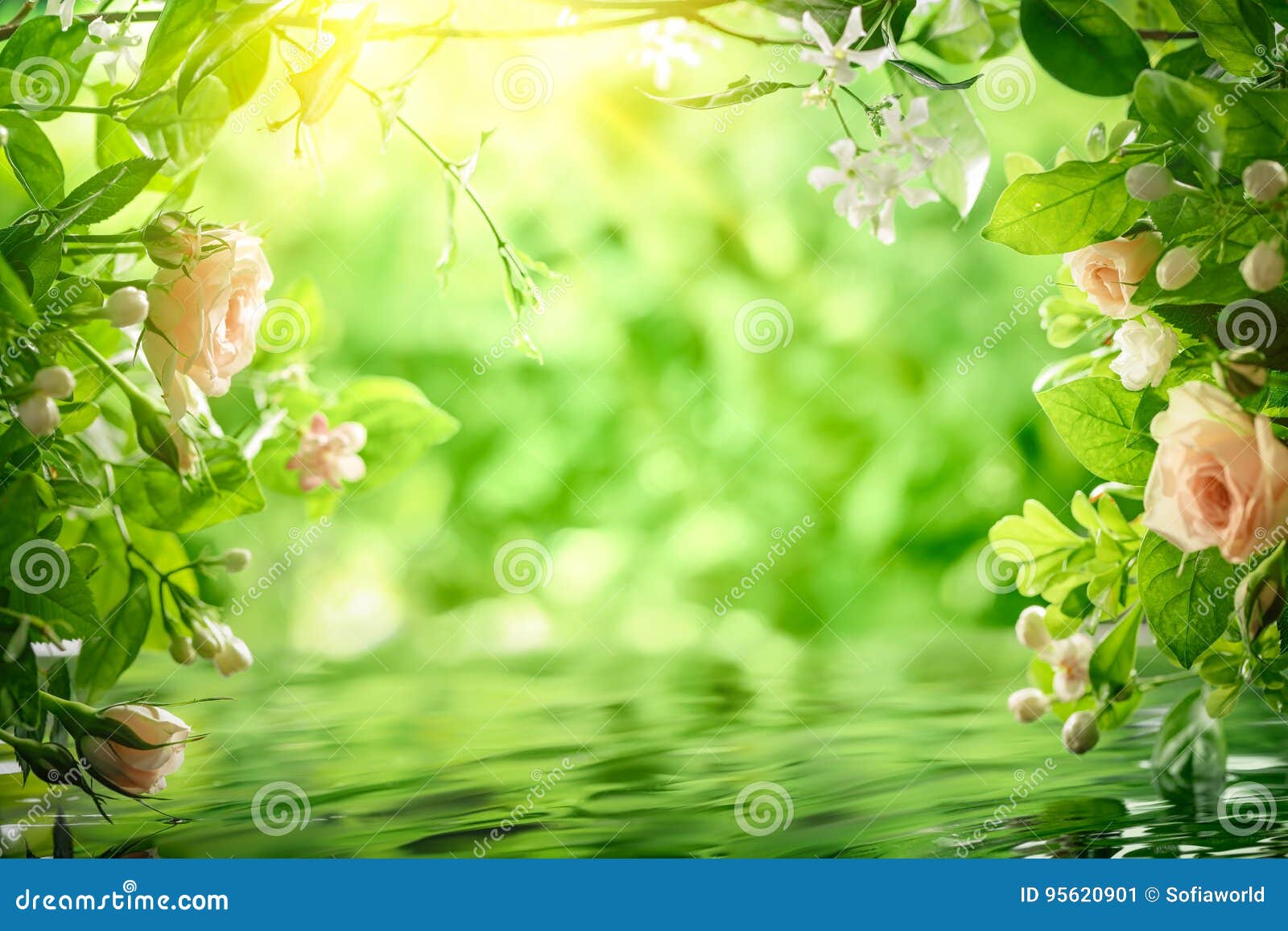 Rosa rosor med sidor fotografering för bildbyråer. Bild av - 95620901