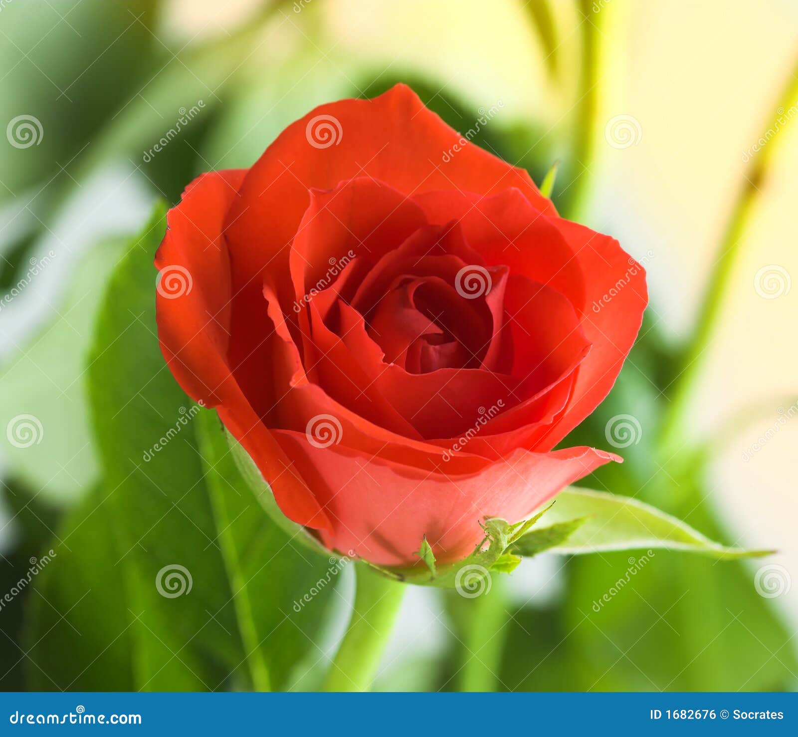 Rosa Rossa Immagine. Immagine: 1682676