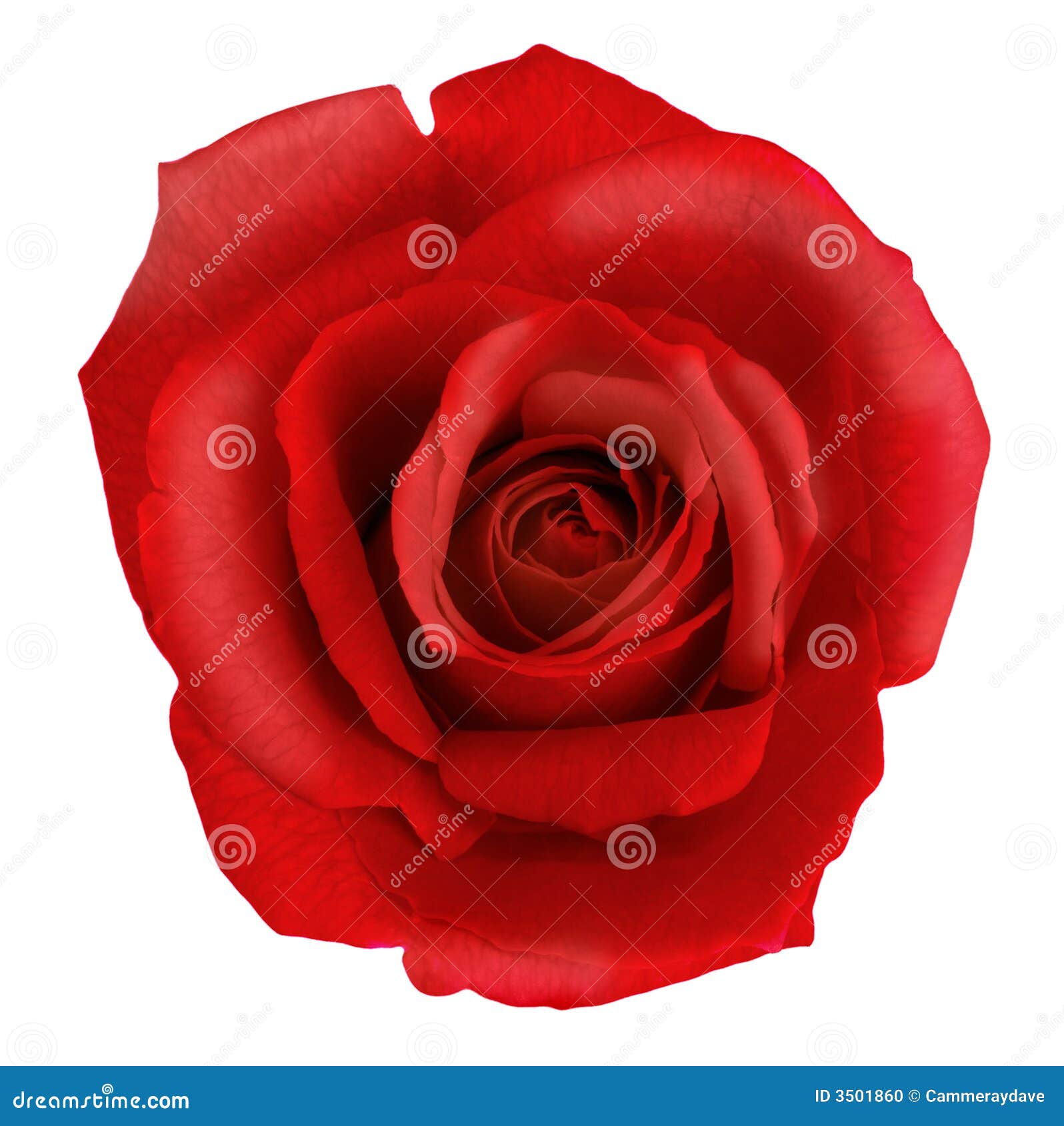 Rosa rossa fotografia stock. Immagine di singolo, valentine - 3501860