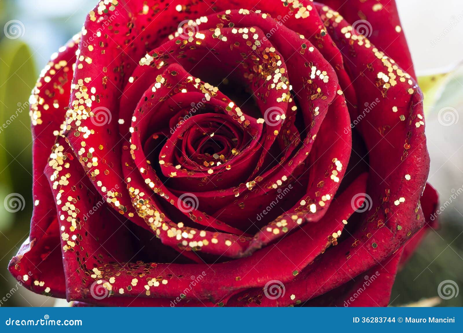 Rosa rossa fotografia stock. Immagine di amore, scintillio - 36283744