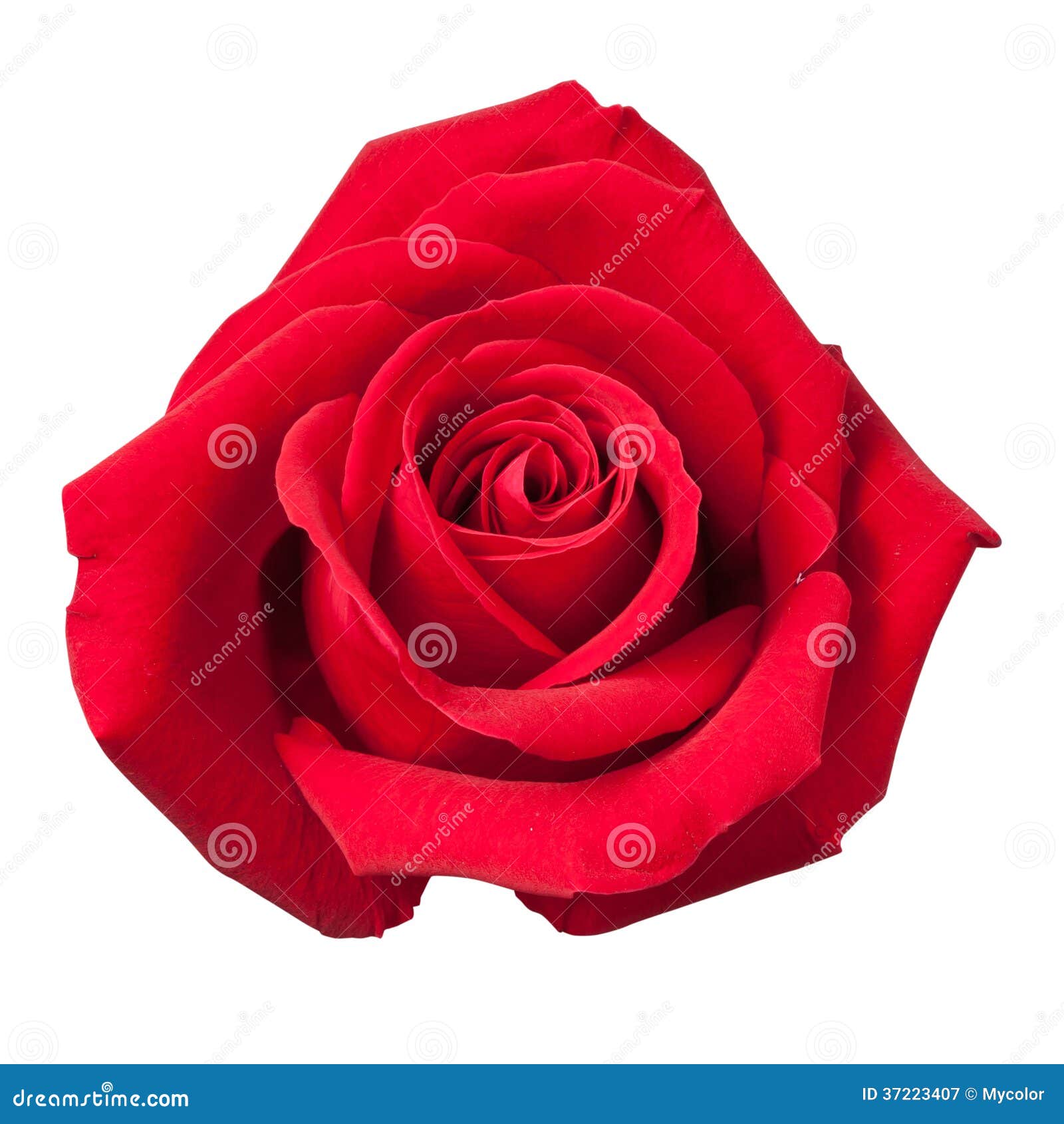 Rosa rossa immagine stock. Immagine di angolo, chiusura - 37223407