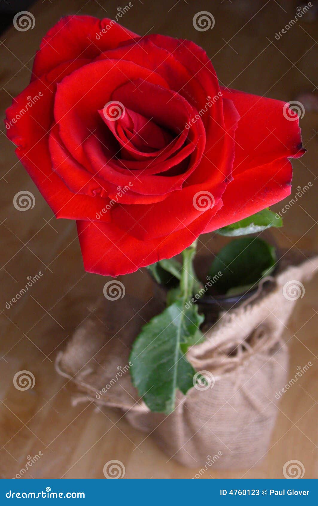 Rosa Rossa Immagine. Immagine: 4760123