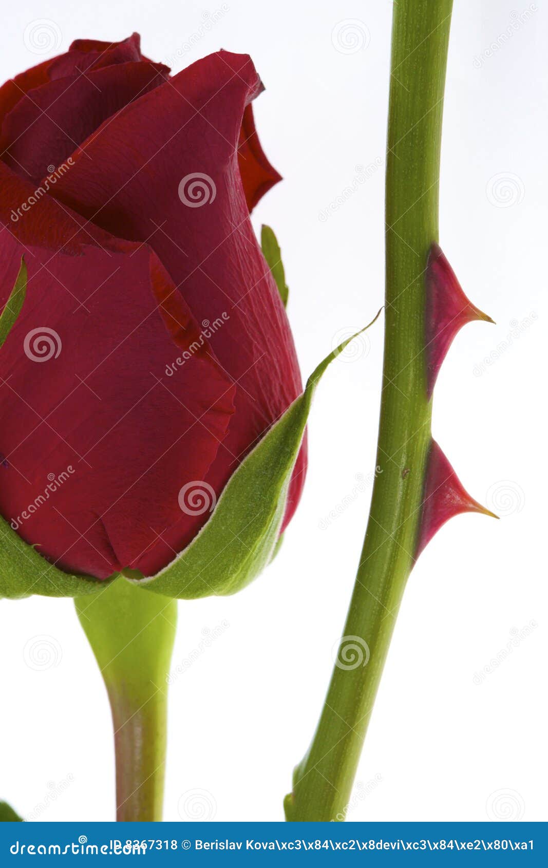Rosa rossa con la spina fotografia stock. Immagine di sfondo - 8367318