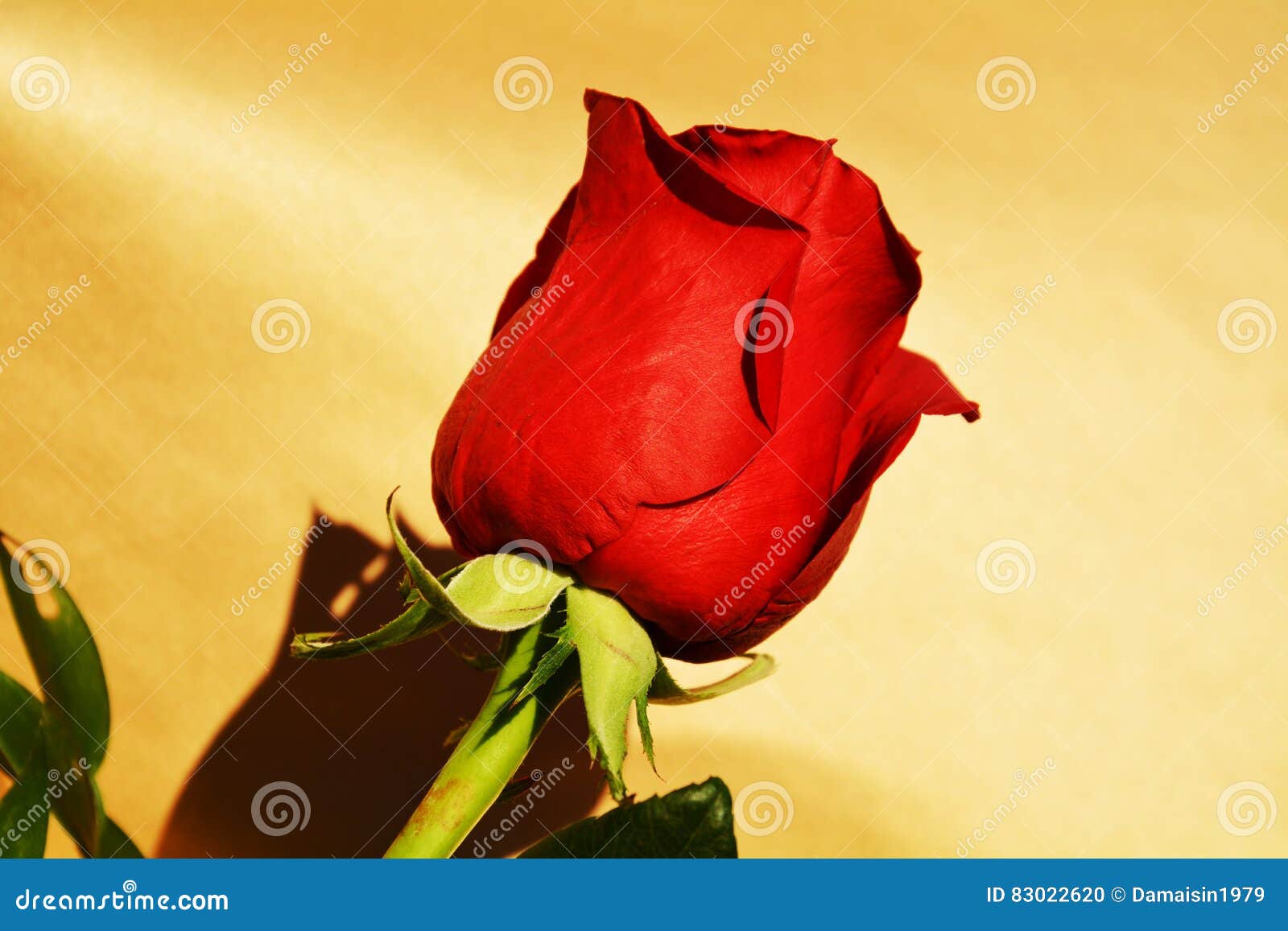 Rosa Rossa, Simbolo Di Rispetto Fotografia Stock - Immagine di nave ...