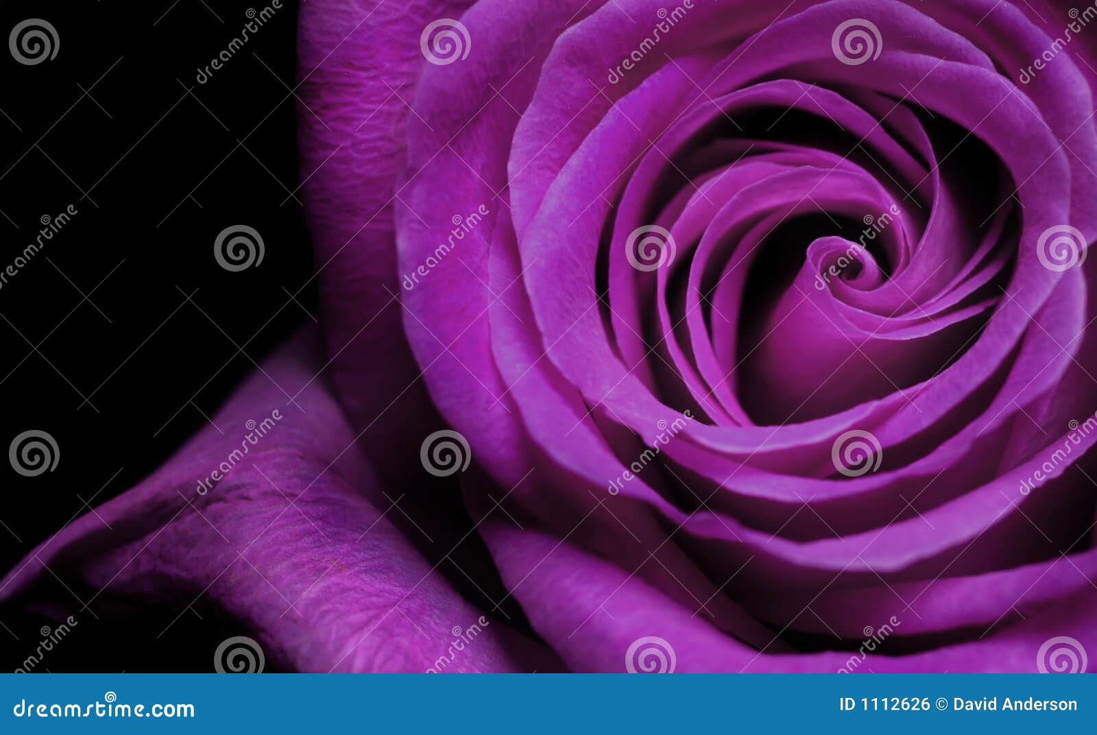 Rosa roxa foto de stock. Imagem de rosas, flores, oferta - 1112626