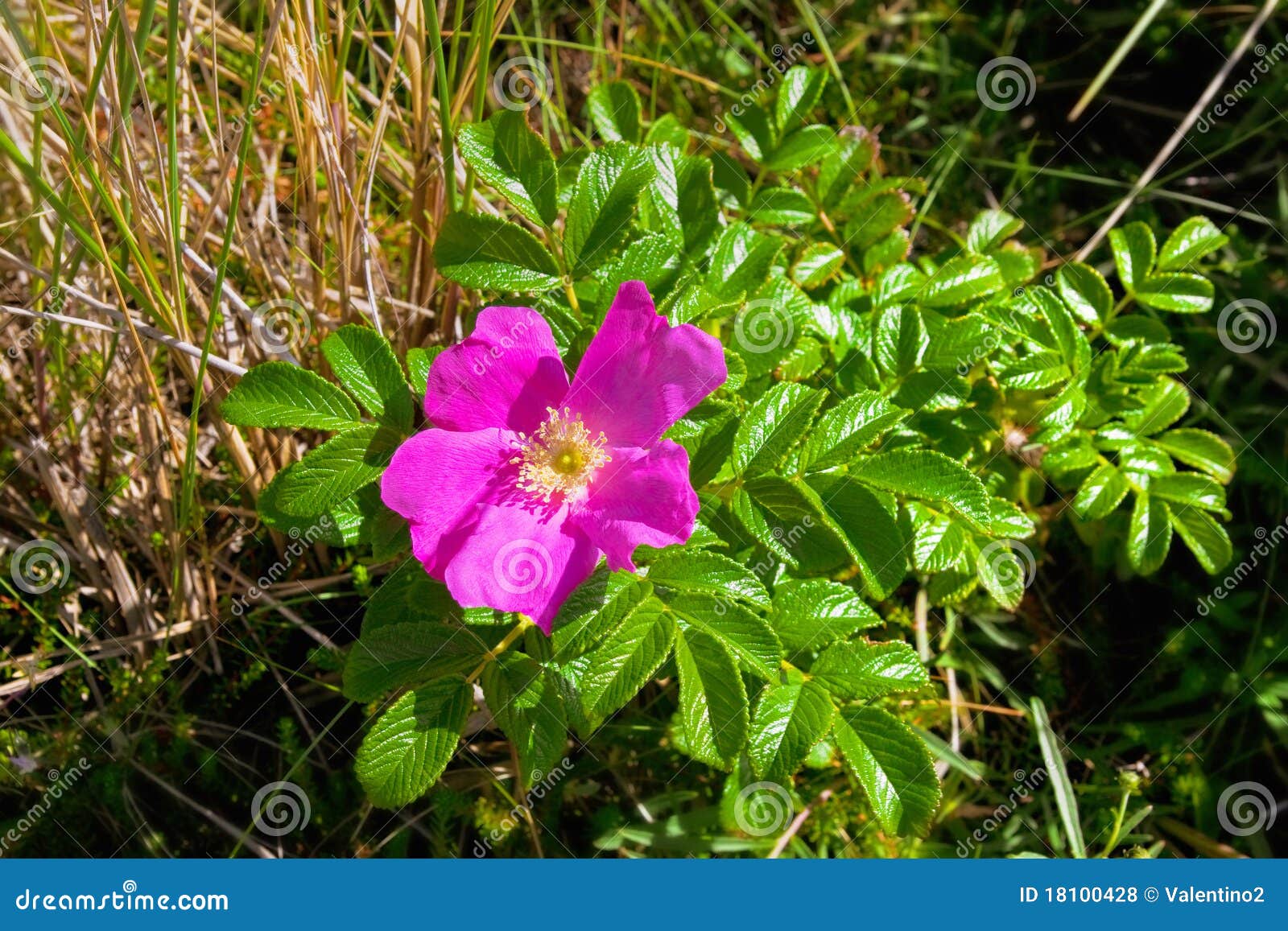 Rosa rugosa stock photo. Image of leaf, blooming, flora - 18100428