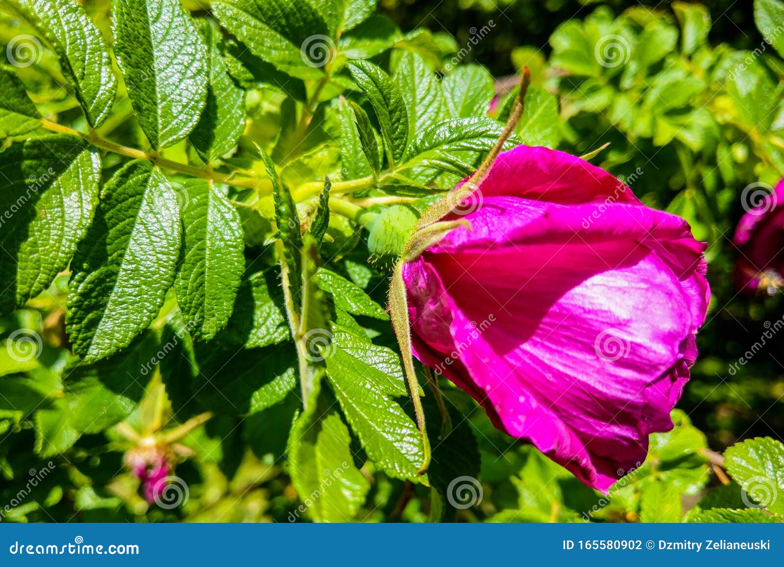 Rosa Rugosa Common Names are Rugosa Rose, Beach Rose, Ramanas Rose ...