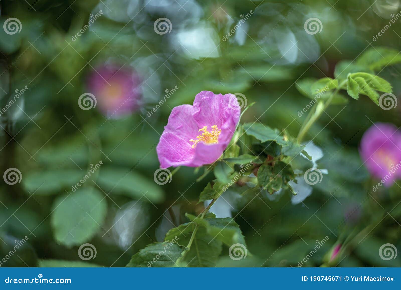 Rosa Rugosa Rugosa Rose, Beach Rose Stock Image - Image of beach, rose ...